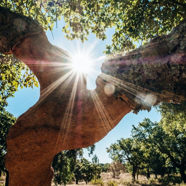 ReCork Australia - Amorim Australasia